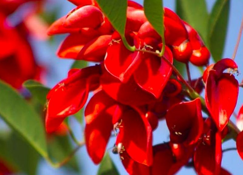 El municipio celebrará este miércoles el "Día de la Flor Nacional"